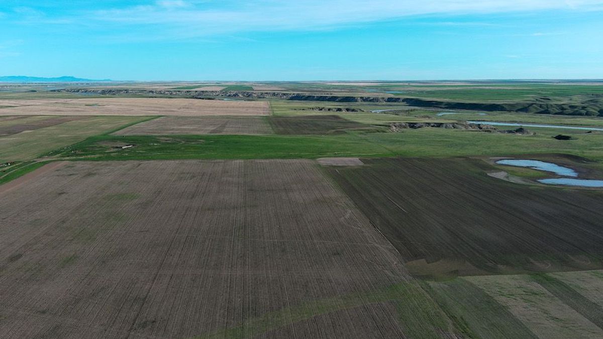Wheat And Cattle Farm Located In The Golden Triangle | Whitetail Properties