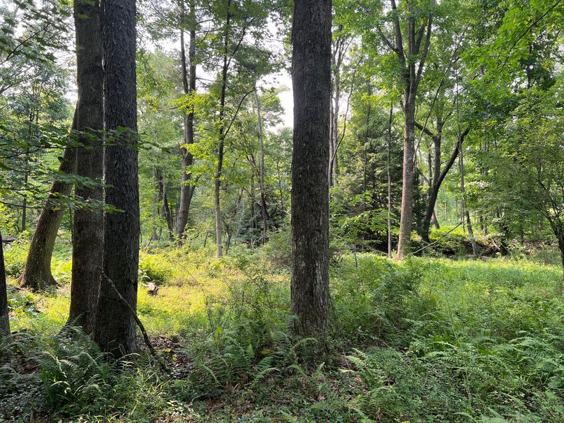 Secluded Hunting Parcel With Stream And Timber | Whitetail Properties