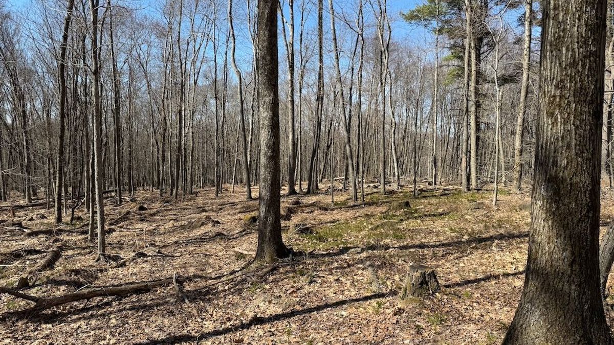 Picturesque Acreage Near Tionesta And The Cornplanter State Forest ...