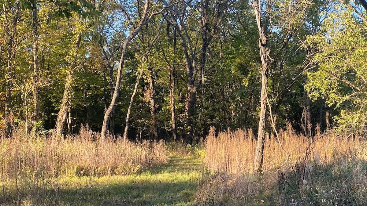 Dynamite Little Timber Tract | Whitetail Properties