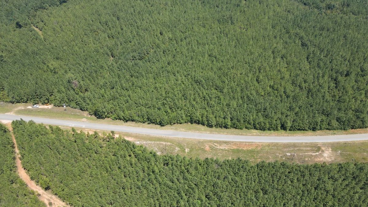 Sandy Basin West: Timber Investment With Road Frontage | Whitetail ...