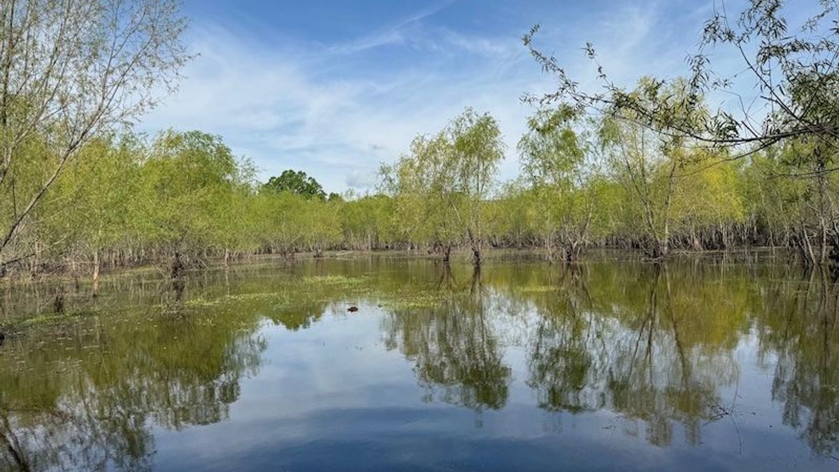 Bayou Bartholomew Hunting Tract D | Whitetail Properties