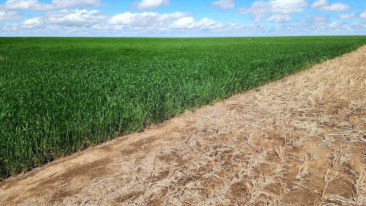 Quarter Of Cropland And Grass With Paved Highway Frontage | Whitetail ...