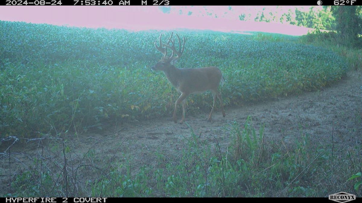 The Ultimate Whitetail Travel Corridor And Rut Funnel For Sale In ...