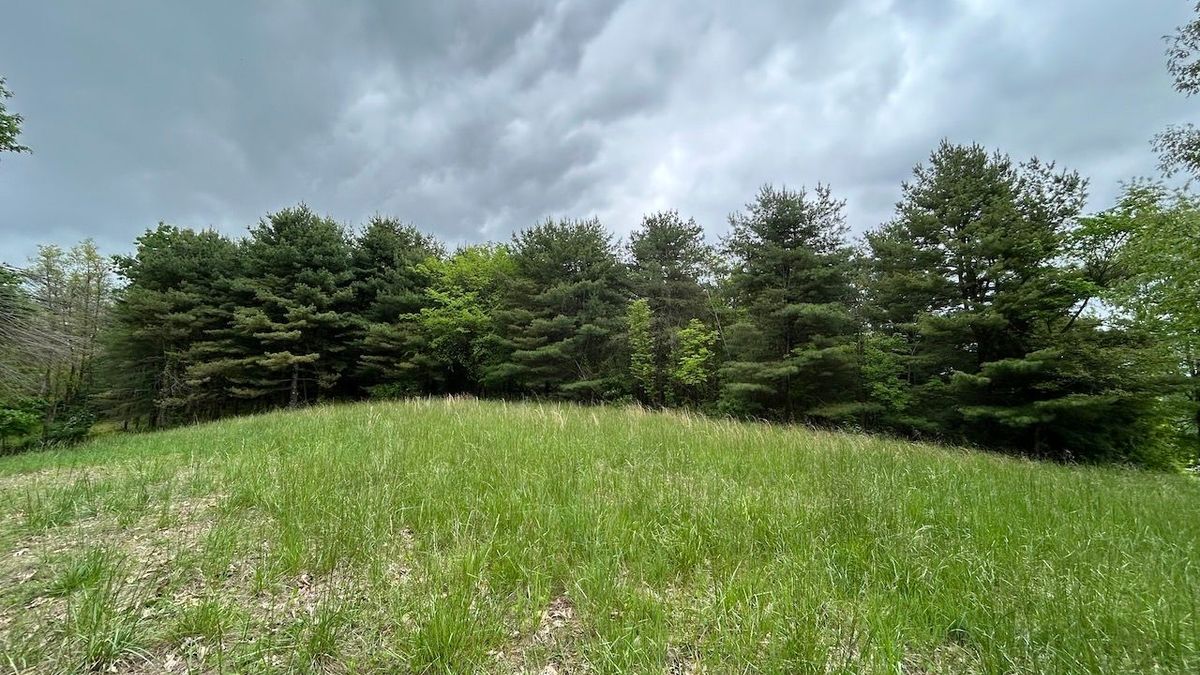 Great Mix Of Hardwood And Softwood Trees With Trails Throughout ...