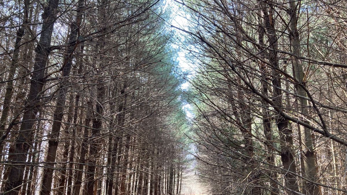 Beautiful Pines, Mature Hardwoods And A Large Creek | Whitetail Properties