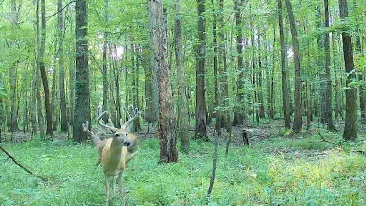 All Timber Hunting Tract With Timber Income | Whitetail Properties