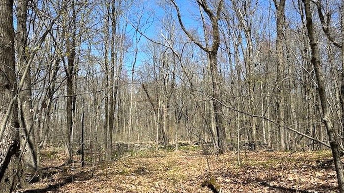 Ultimate Outdoor Paradise Prime Hunting And Recreation Land with Pond ...