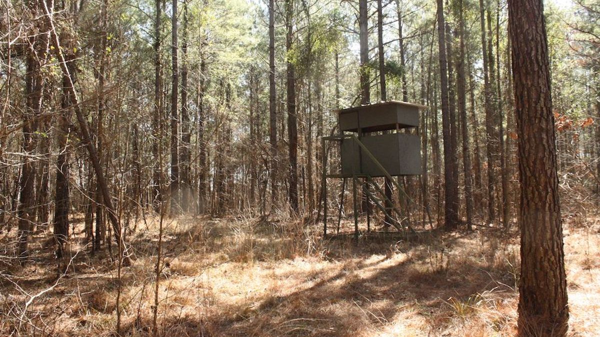 Excellent Potential Homesite, Hunting Get-A-Way and Timber Investment ...