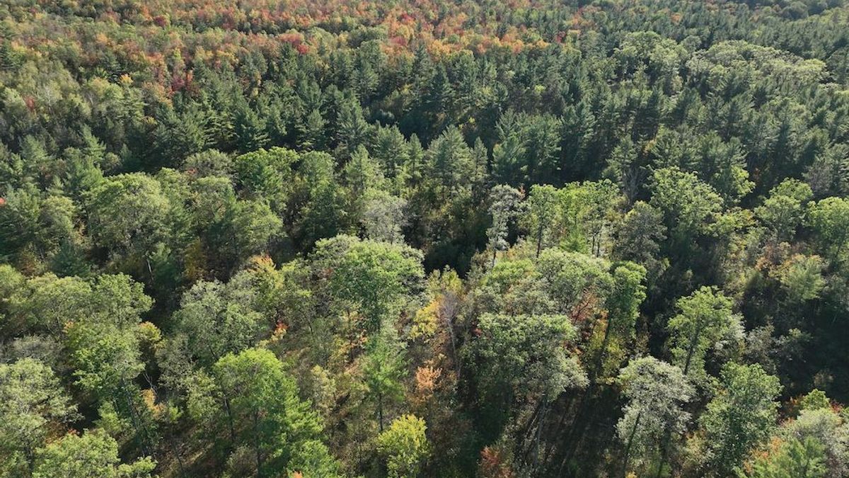 Fabulous Opportunity To Own A Buildable Hunting/Recreation Property ...