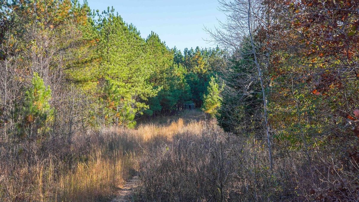 Tract 2- Building Tract With Recreational Use | Whitetail Properties