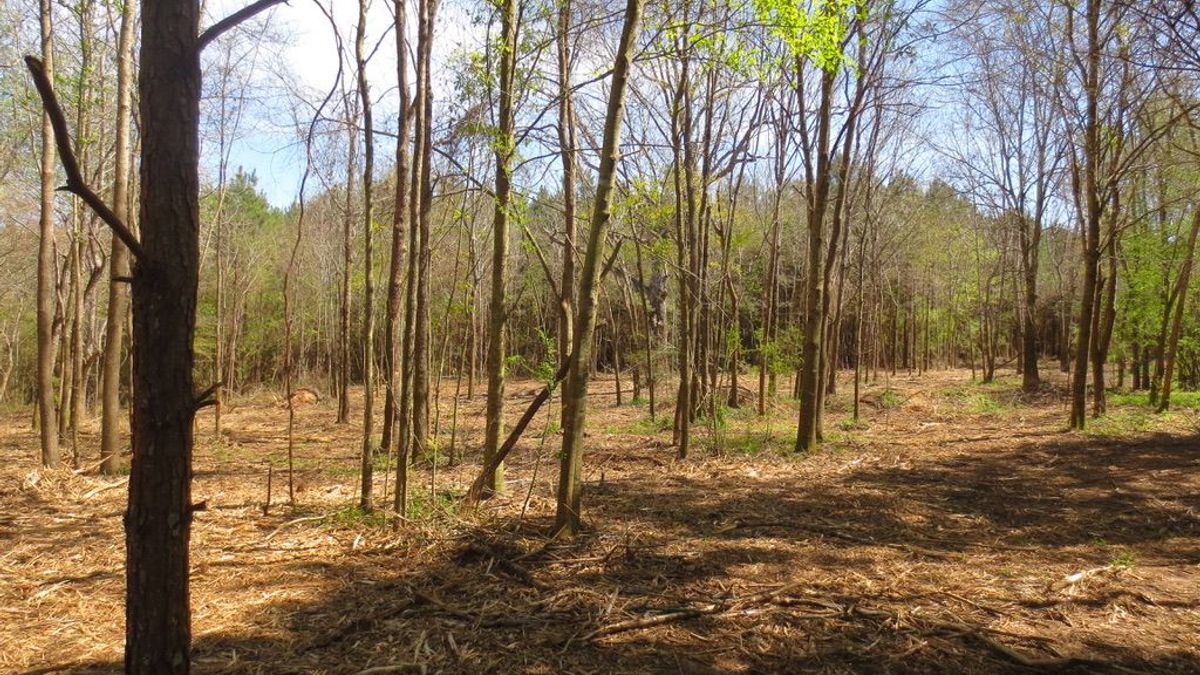 Hunting Tract With Great Timber Investment | Whitetail Properties
