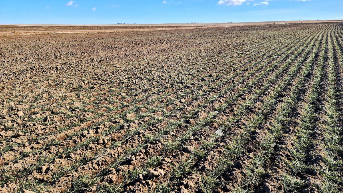 Income Producing Cropland Or Potential Building Site | Whitetail Properties