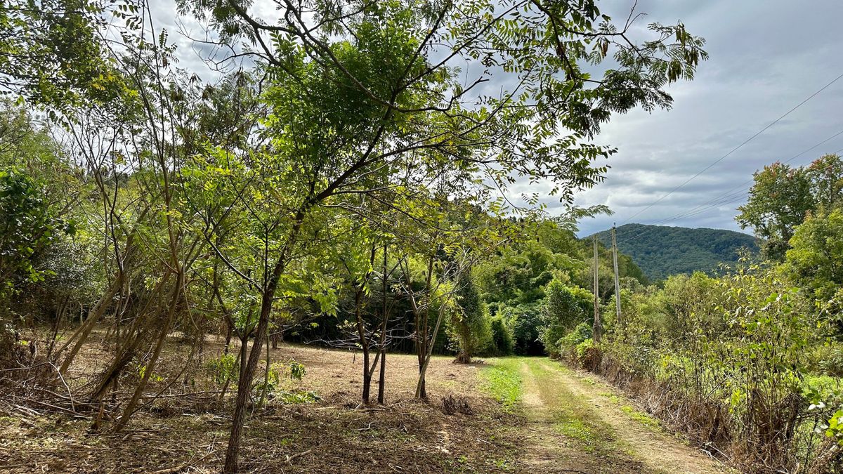 Cleared And Level Lot Near Gatlinburg | Whitetail Properties