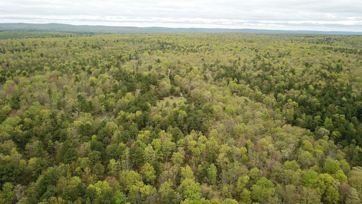 Large Timber Tract In Central PA | Whitetail Properties