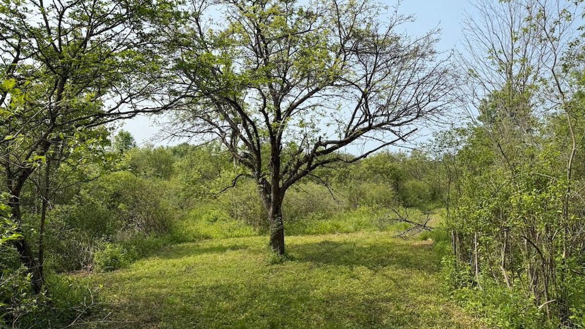 Hunting Acreage With Great Wildlife Habitat | Whitetail Properties