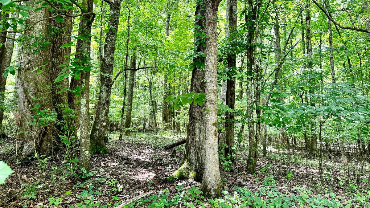 Small Gated Development Building Lot 6 | Whitetail Properties