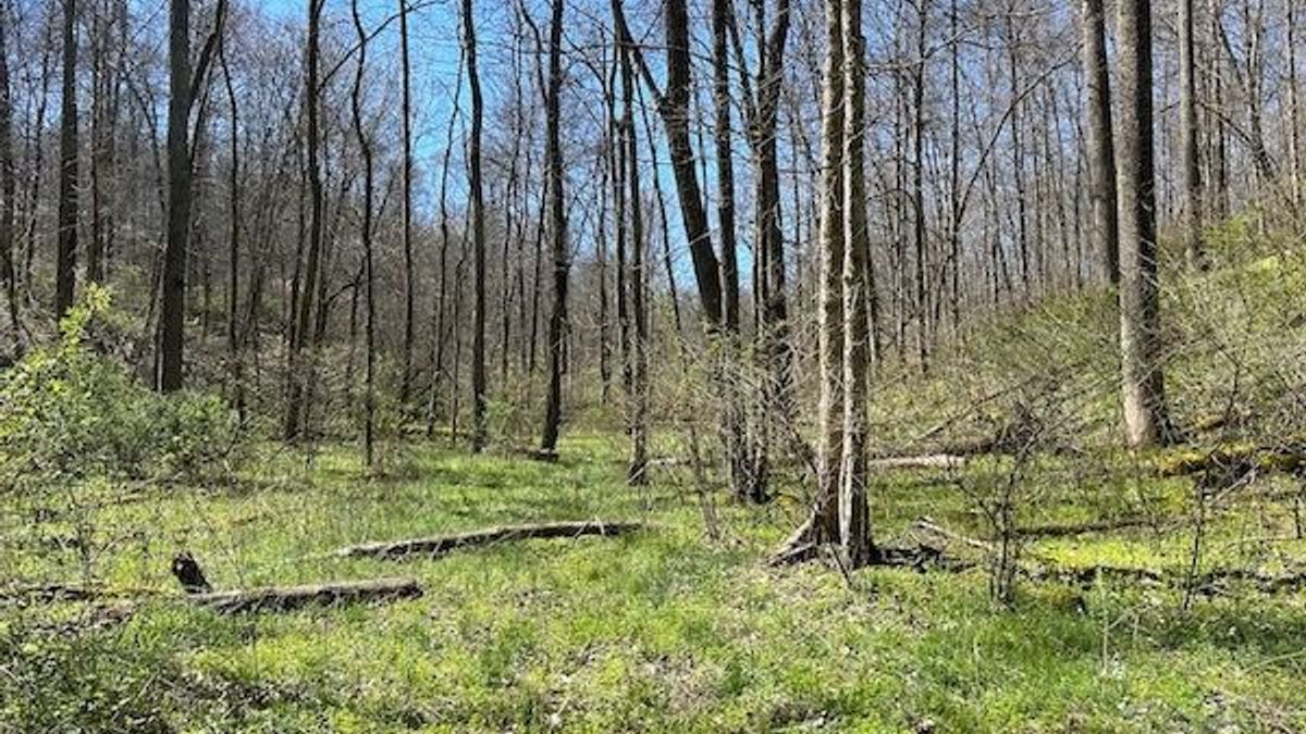 Large Creek, Established Food Plots, And Hardwood Timber | Whitetail ...