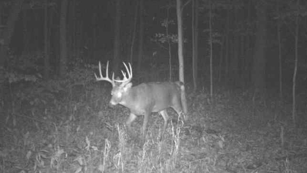 Ducks and Bucks Parcel Bordering State Lands | Whitetail Properties