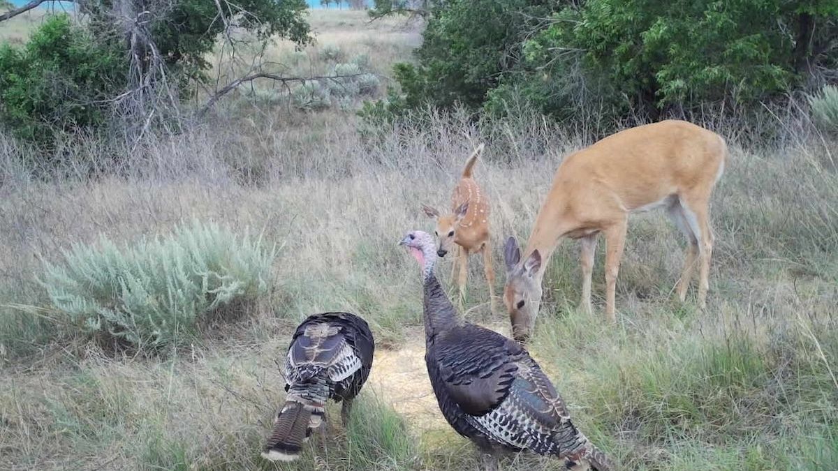 Full Moon Ridge Recreational Farm In The Republican River Bottom ...