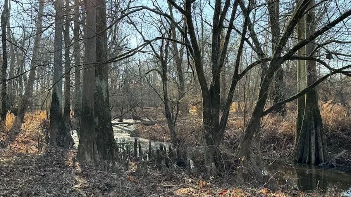 Bayou Bartholomew Hunting, Timber Tract C | Whitetail Properties