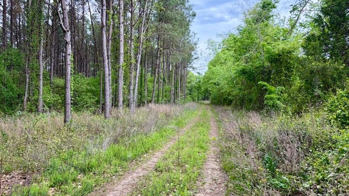 Hunting Land For Sale Near Centerville Arkansas With Timber And Prime ...
