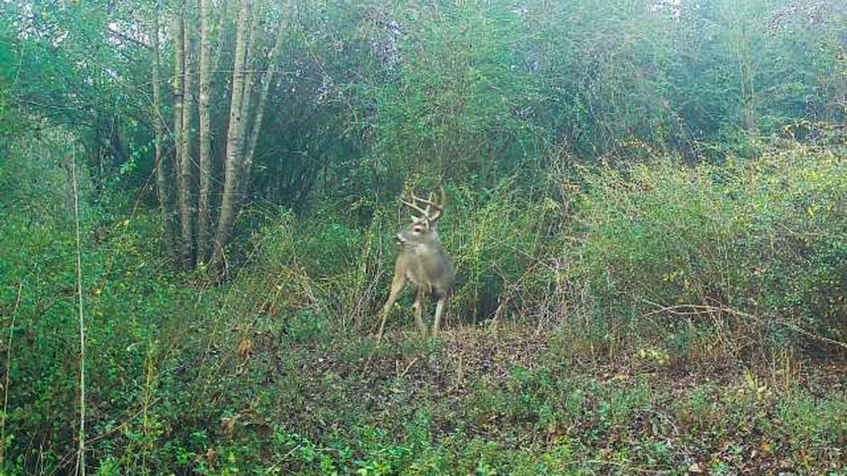 65.99 Acres – Outdoorsman's Paradise in Atlanta, TX | Whitetail Properties
