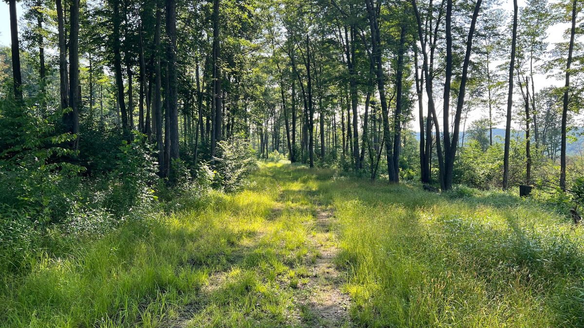 Rare Large Property Bordering National Forest With New Access Road ...