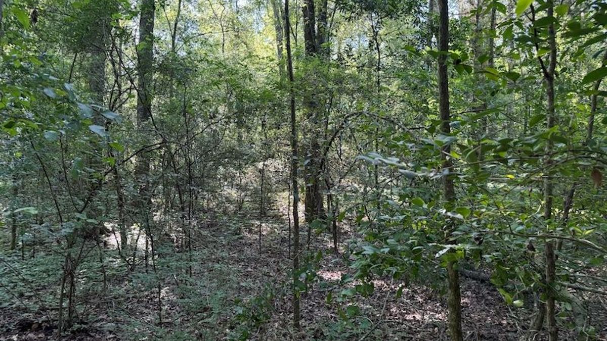 Wooded Tract With Residential Lots | Whitetail Properties