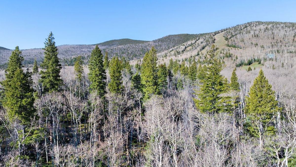 Heavily Treed Mountain Lot With Forest Access | Whitetail Properties