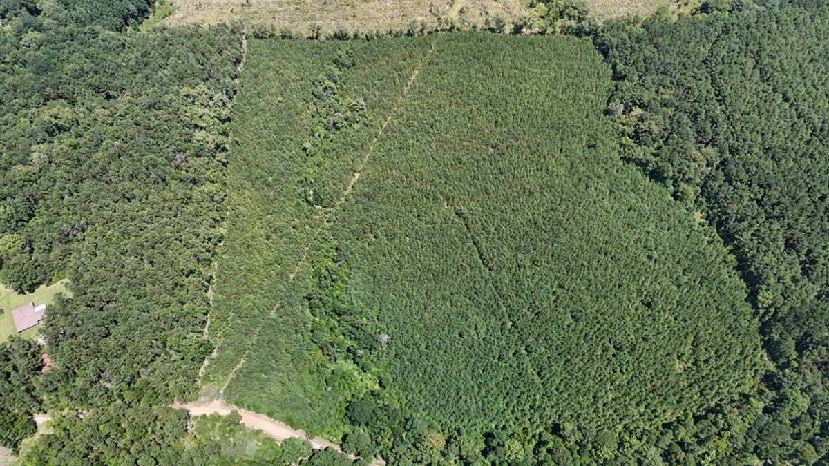 40 Acres Of Blend Of Timber Investment And Recreational Opportunities ...