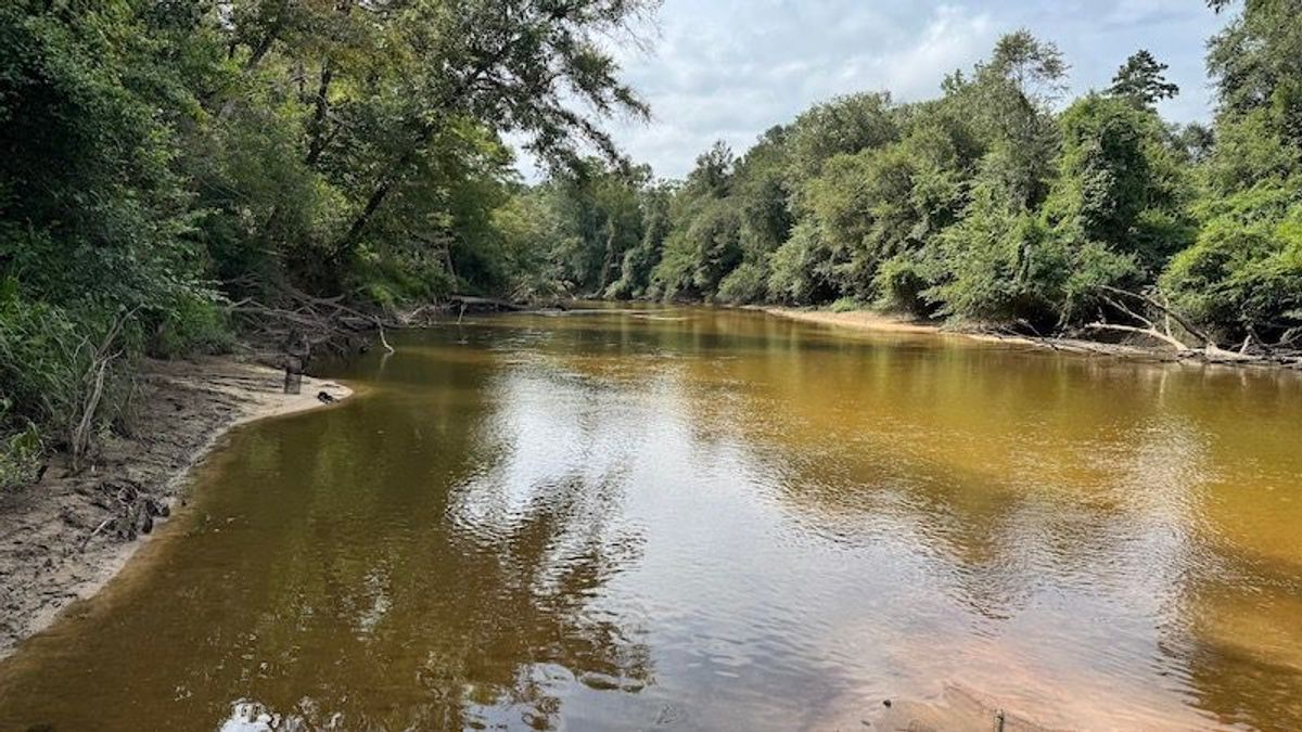 Waterfront Timberland With Red Creek Frontage | Whitetail Properties