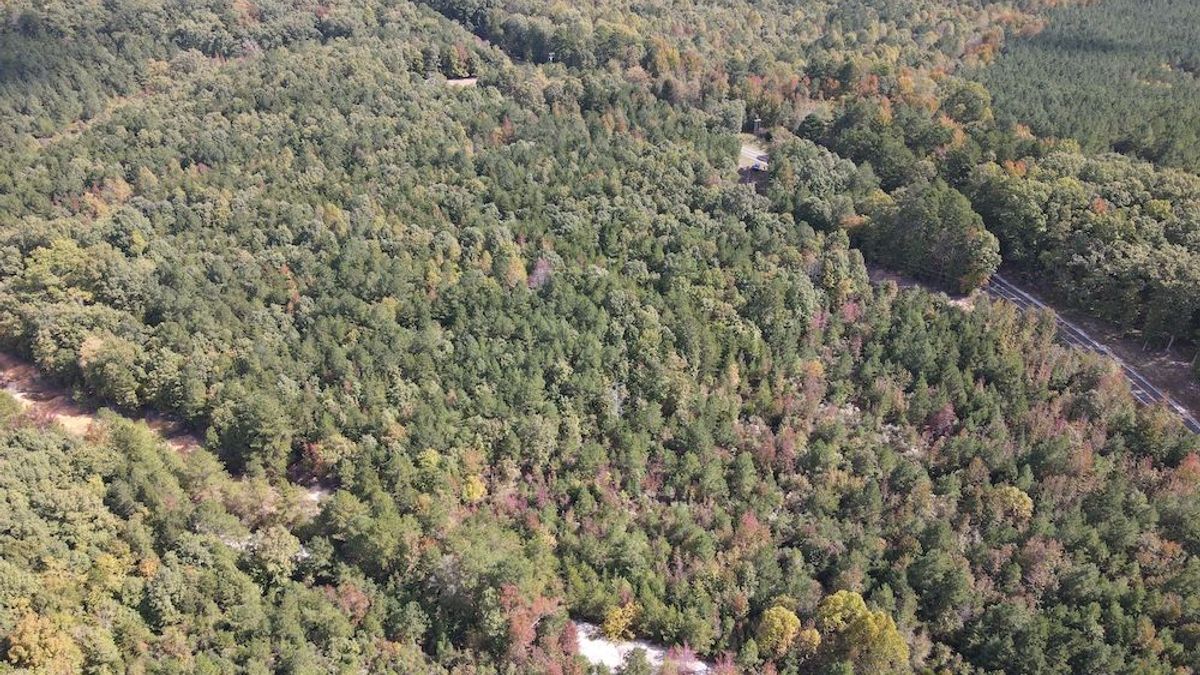 Spacious Timber Lot With Investment Potential And Road Frontage ...