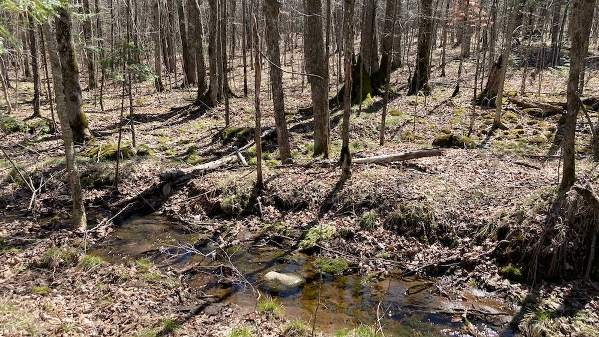 Diverse Wooded Tract With Lots Of Edge Habitat | Whitetail Properties