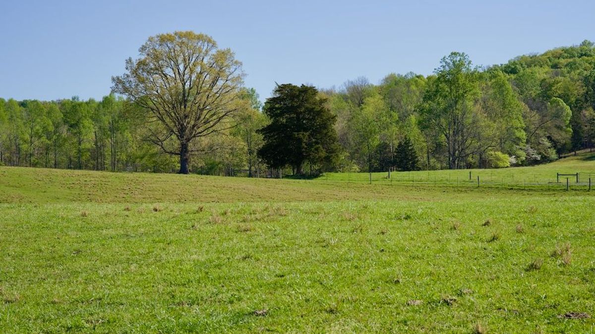 Beautiful Open Acreage With Multiple Building Sites | Whitetail Properties