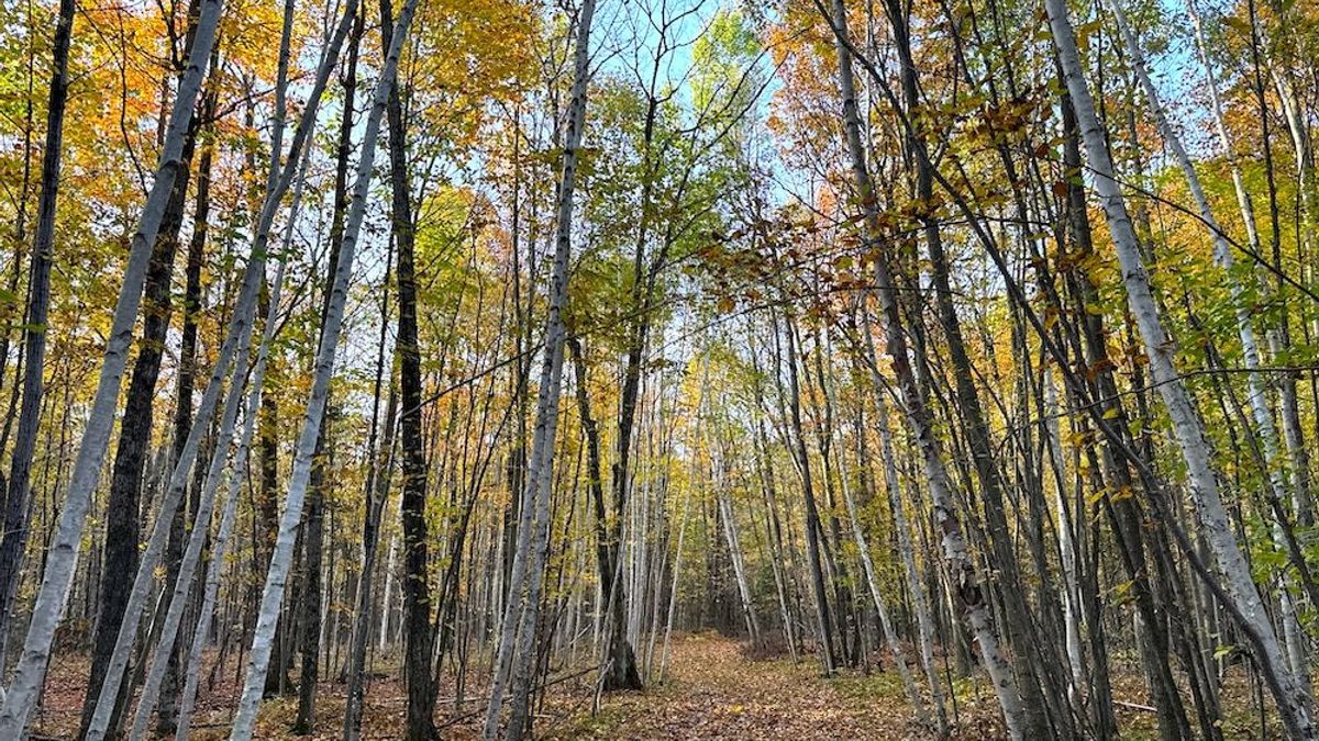 Diverse Wooded Acreage With Beautiful Building Site Potential Bordering ...