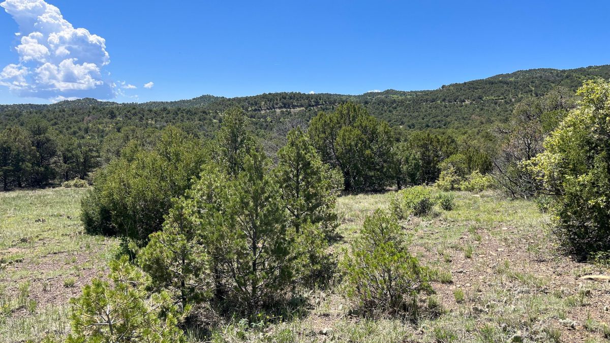 Meadows, Bottoms And Ridges In Picketwire Ranch | Whitetail Properties