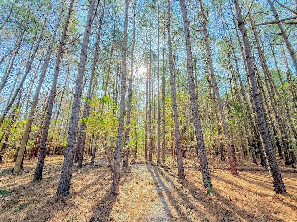 Land for Sale - New Bridge Rd, Lot#WP001, McColl, SC 29570 - 28.24 acres